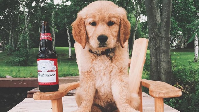 Budweiser using dogs – Canceraware